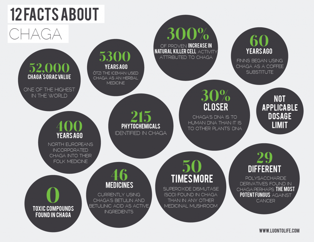 What is Chaga Mushrooms, Health Benefits of Chaga, How to Use Chaga